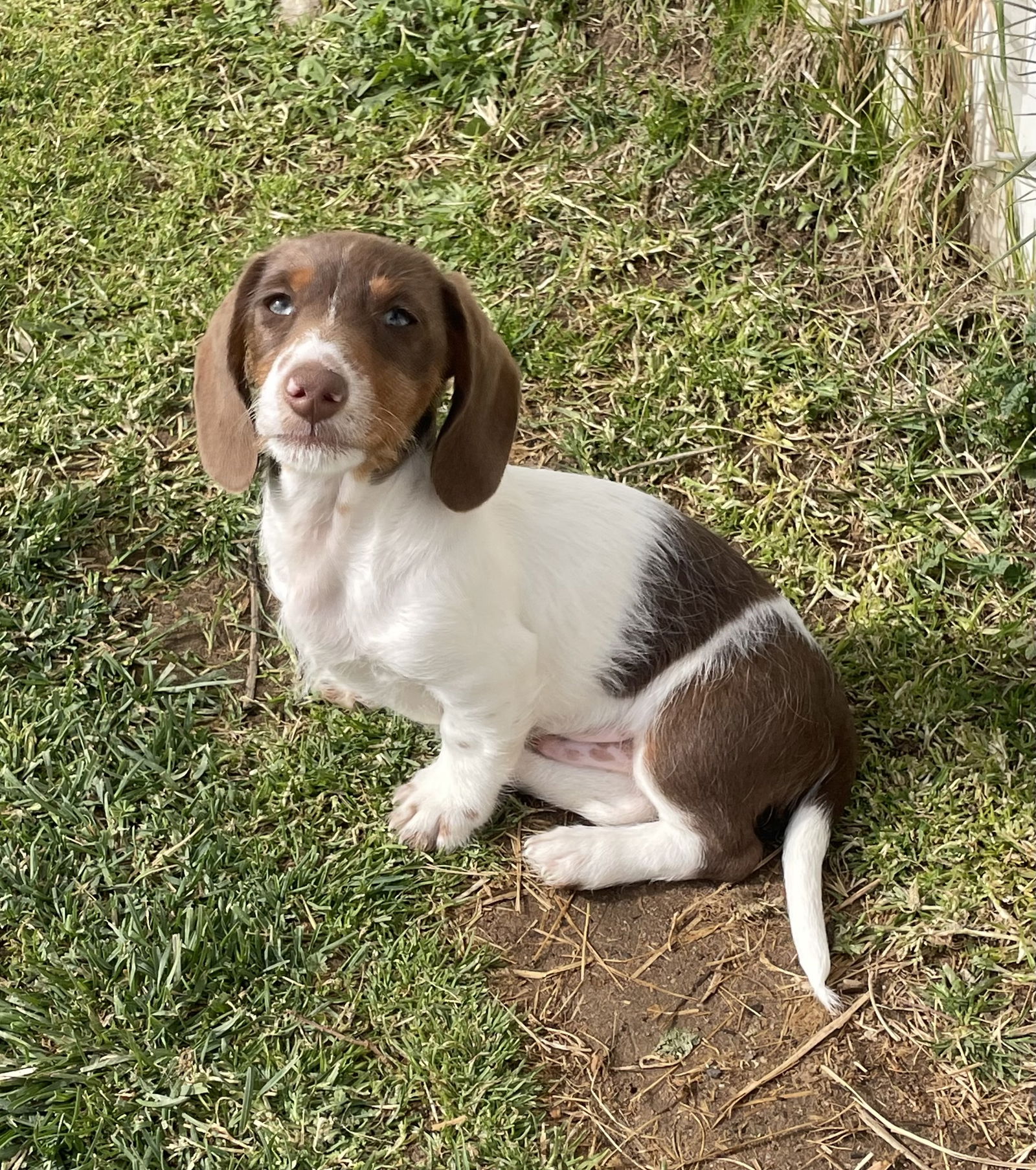 mini dachshund chocolate piebald