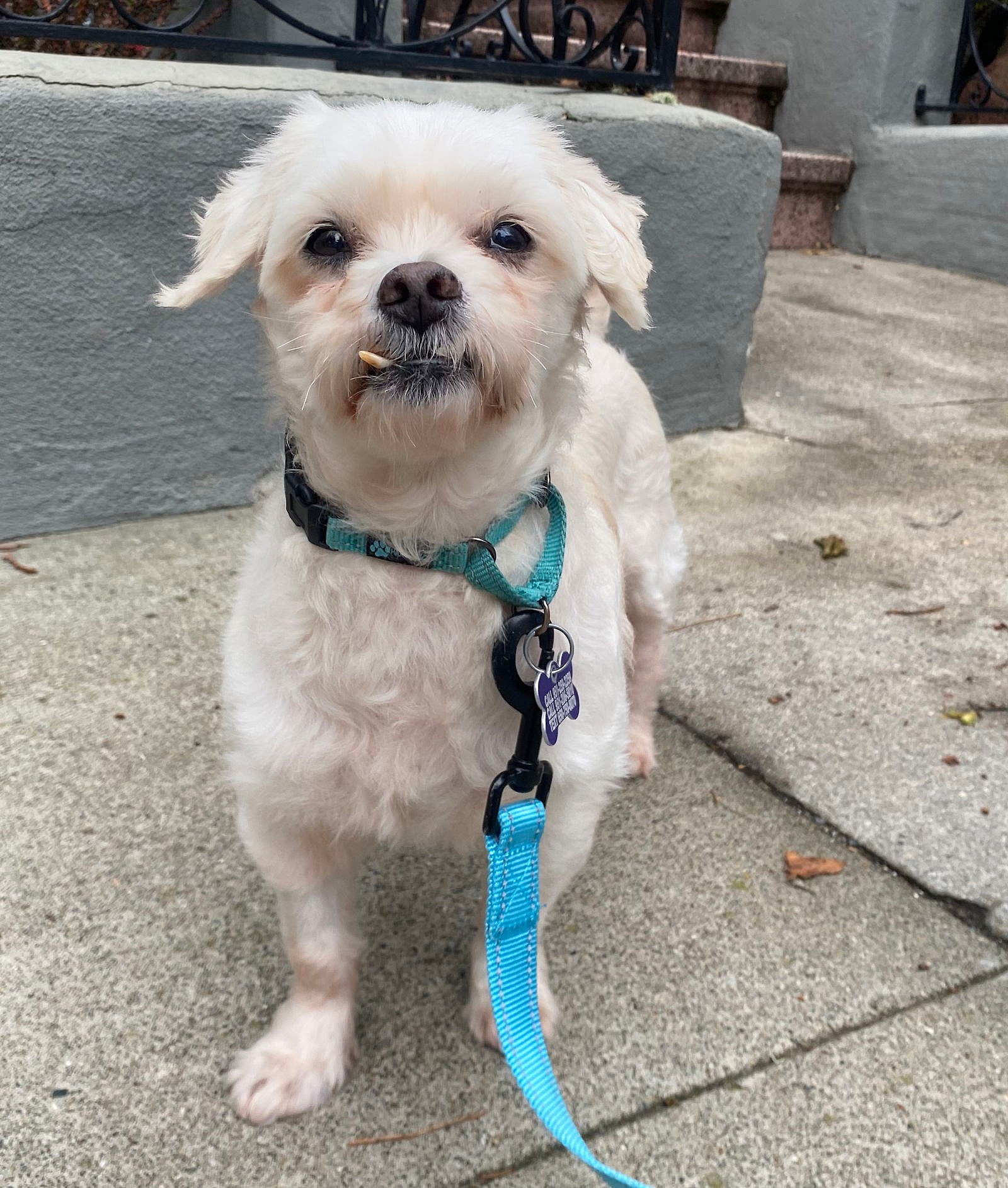 From Shaved Down to Shining Bright—Meet Buddha, the Poodle Mix Gentle ...