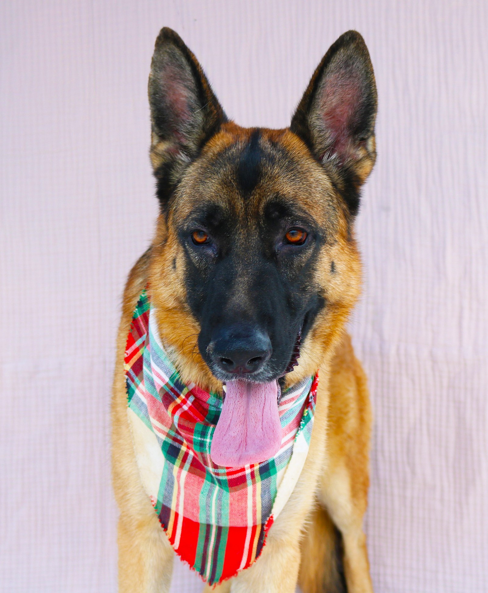 Chavez—Energetic German Shepherd Ready to Steal Hearts - Rocky Kanaka
