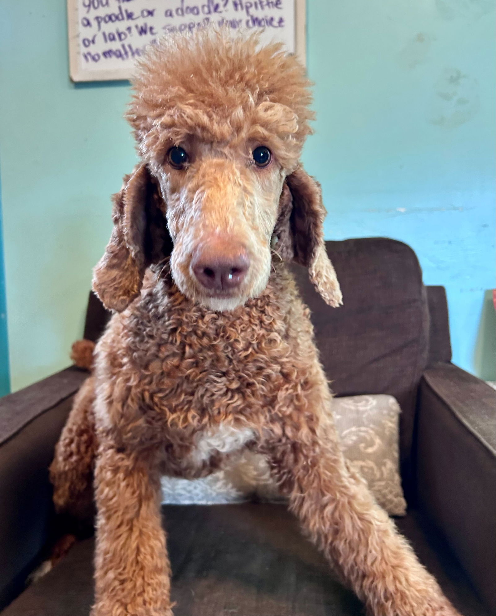 Meet Donna: The Playful Red Standard Poodle Pup Who Lights Up Every ...