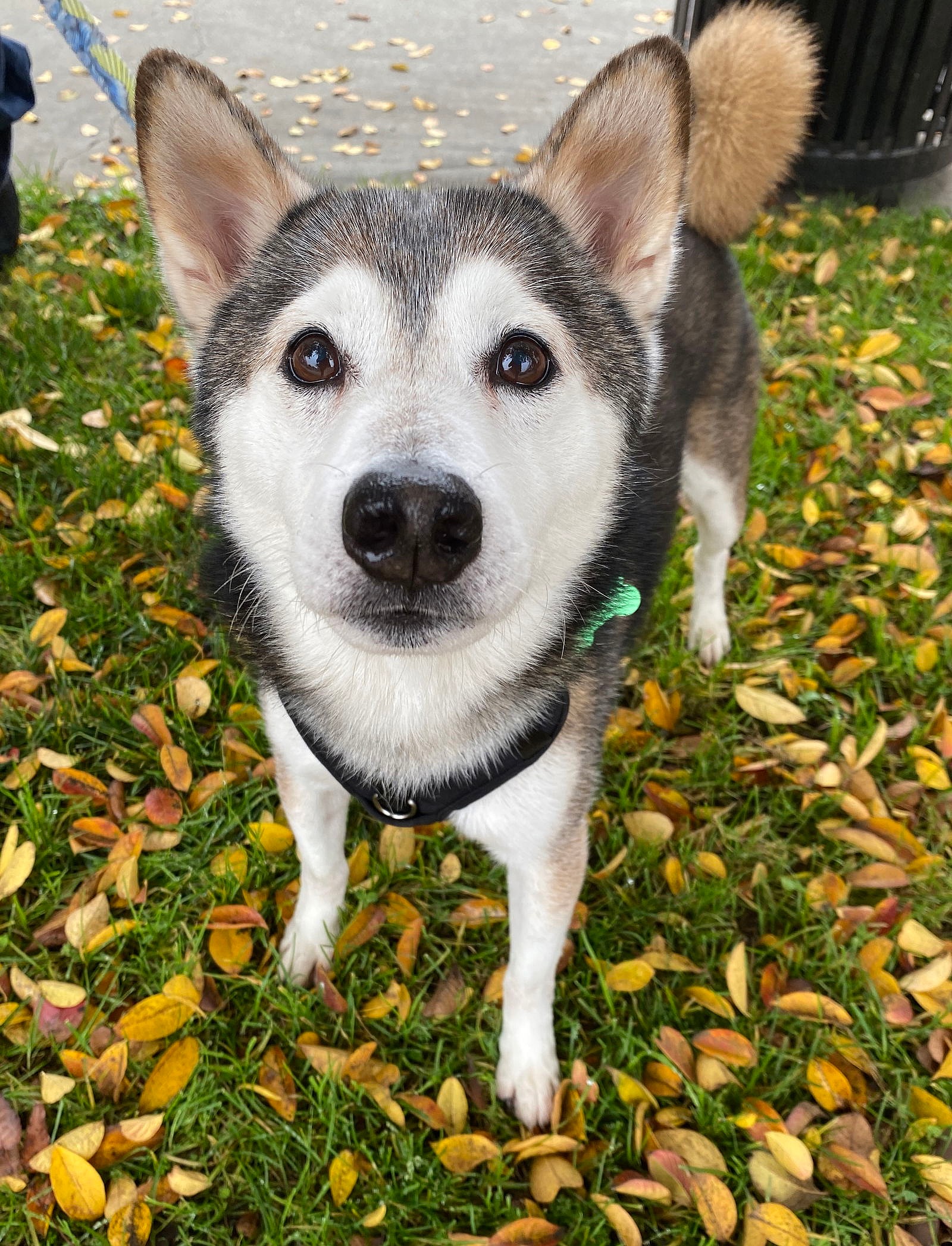 Kodi the Shiba Inu Is a Handsome, Adventurous Senior Looking for His ...