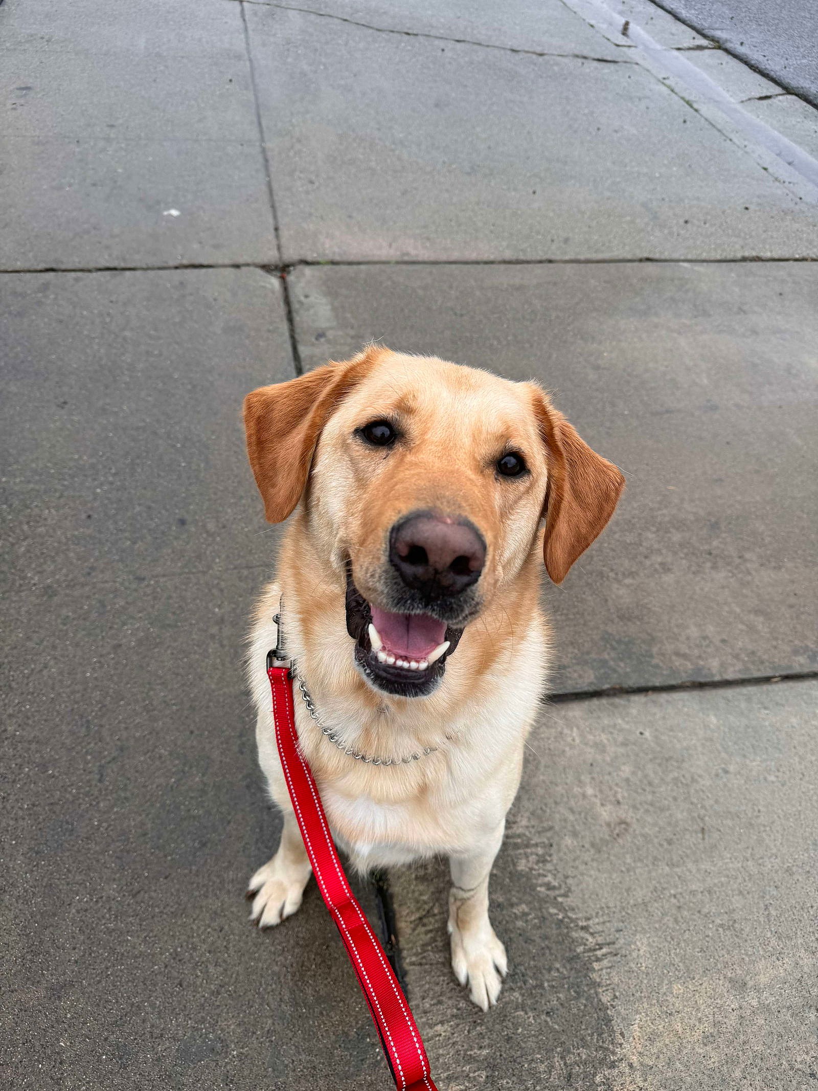 Meet Sergeant – A Handsome Labrador Mix Looking for a Home! - Rocky Kanaka