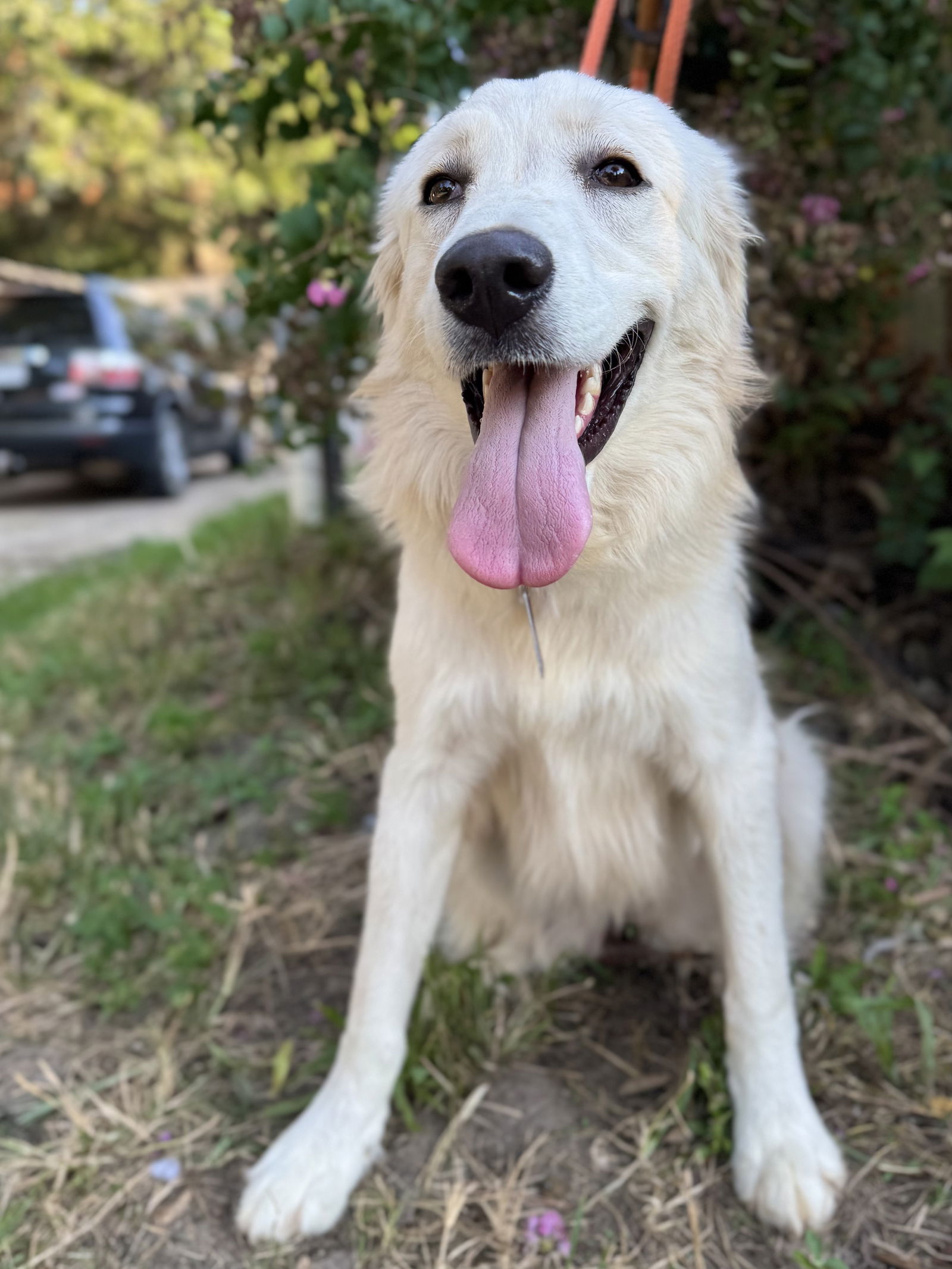 Clara the Great Pyrenees mix puppy Is Looking for Her Forever Family ...
