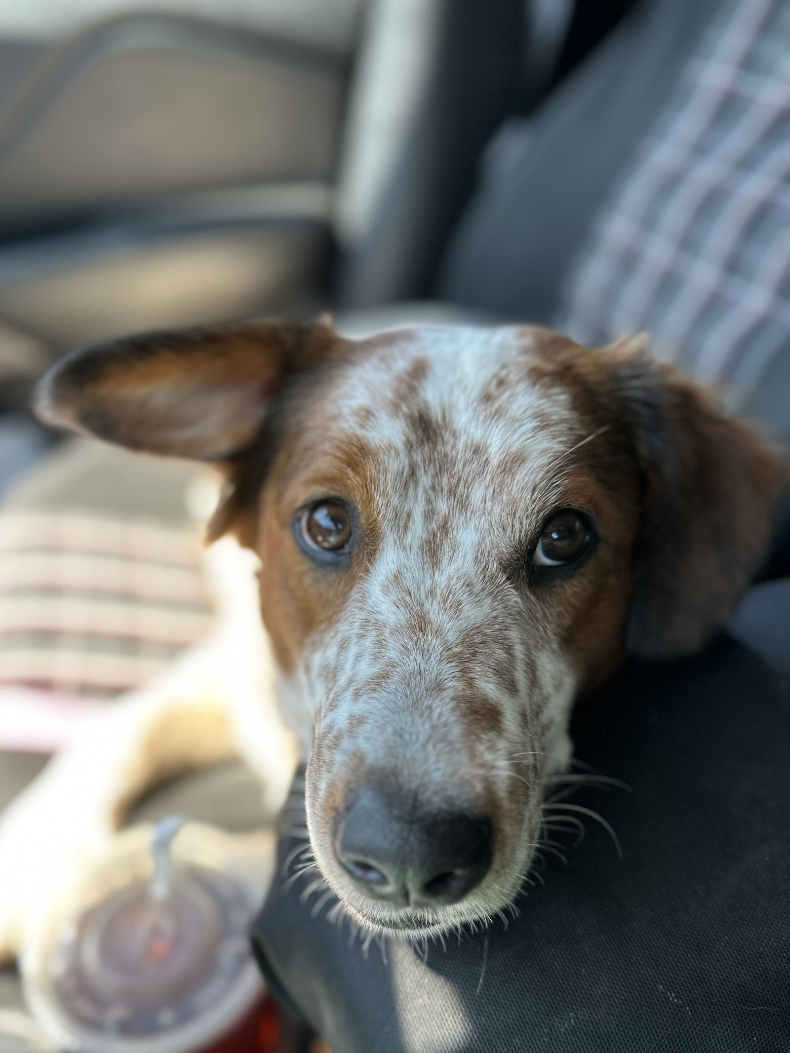Charli, A Sweet and Loving 2-Year-Old Australian Cattle Dog Mix—Could ...
