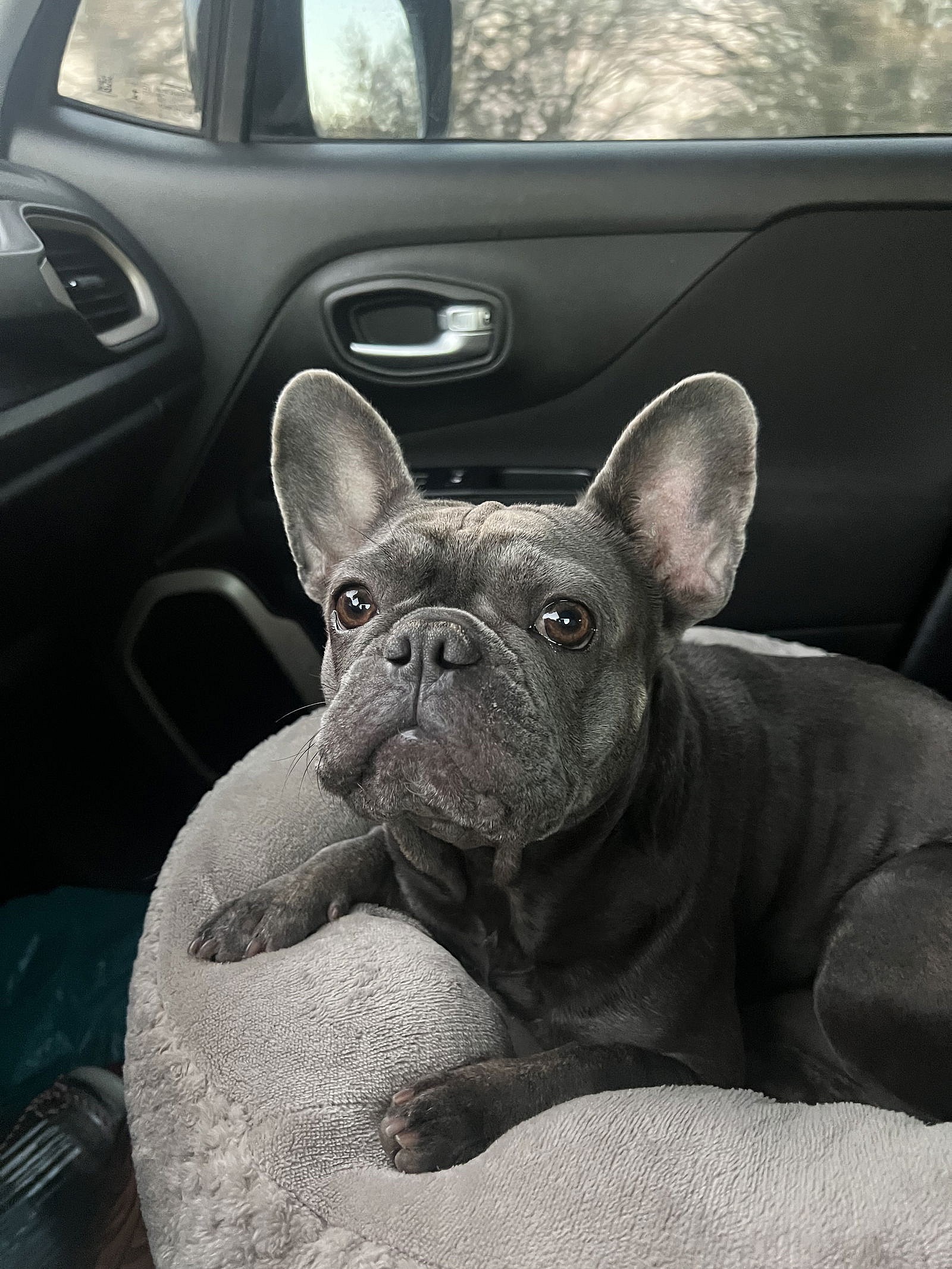 Stella, French Bull Dog Mix is A Laid-Back Little Lady Ready to Be ...