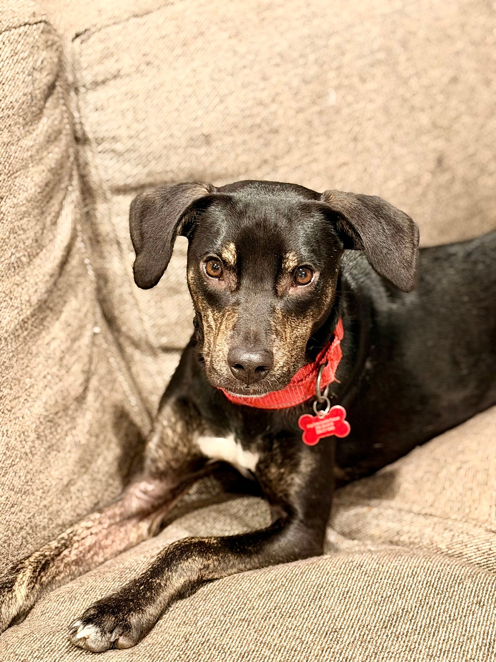 Zander, This Sighthound Mix Traveled from Hawaii—Could Zander Be Your ...
