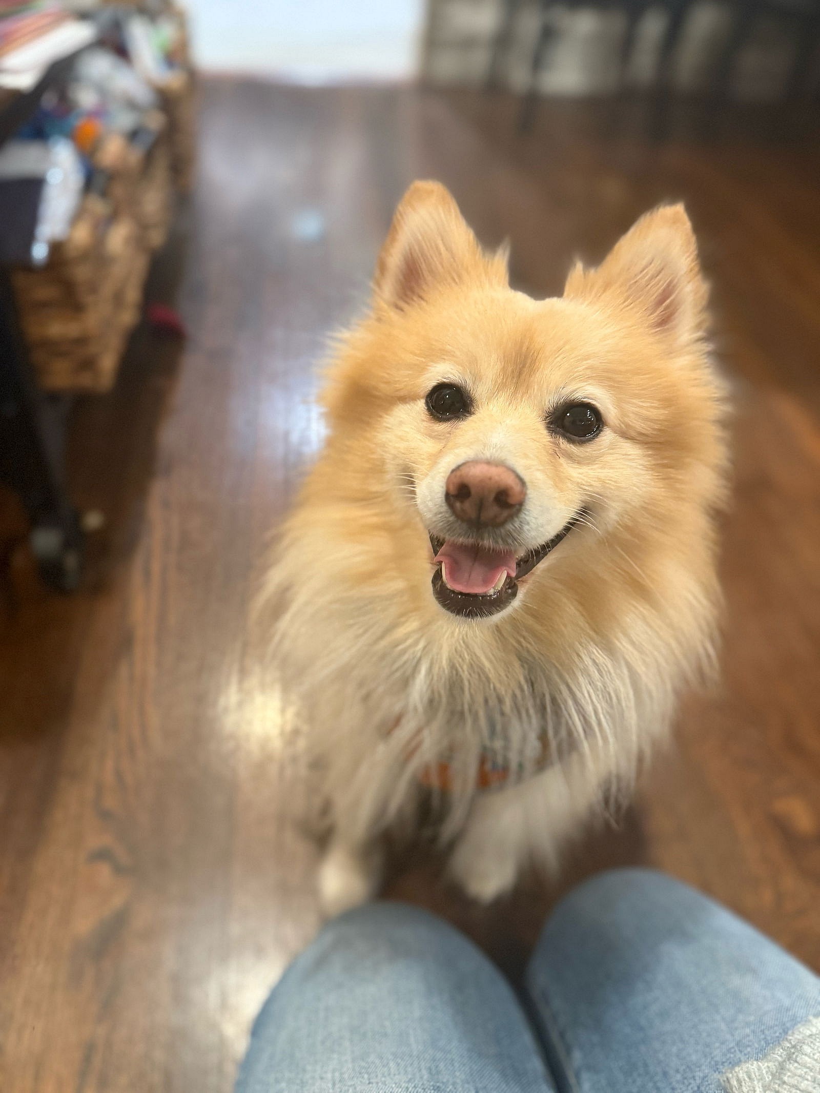 Milo, A Pom Mix with A Big Heart - Could You Be His Forever Family ...