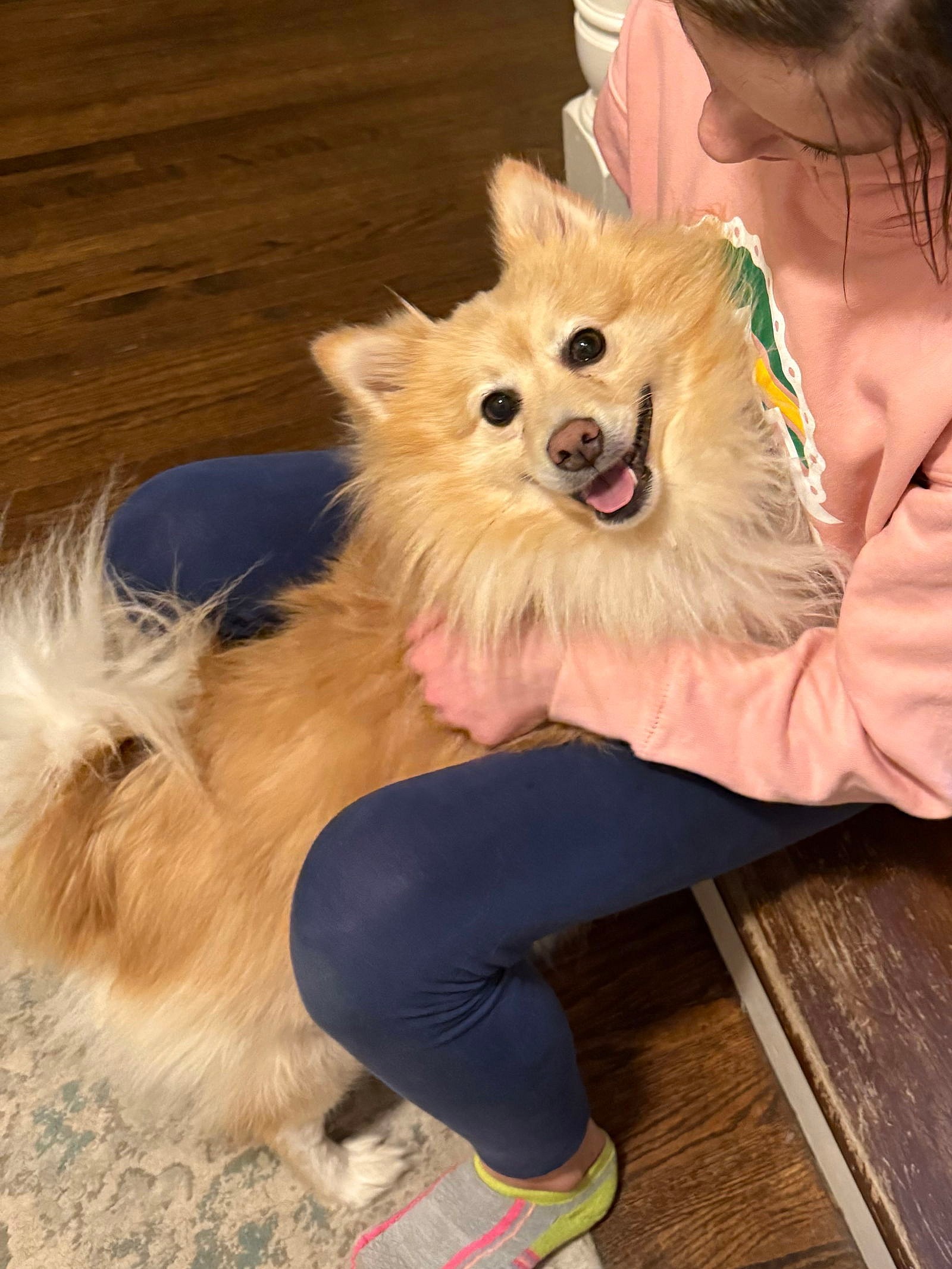 Milo, A Pom Mix with A Big Heart - Could You Be His Forever Family ...