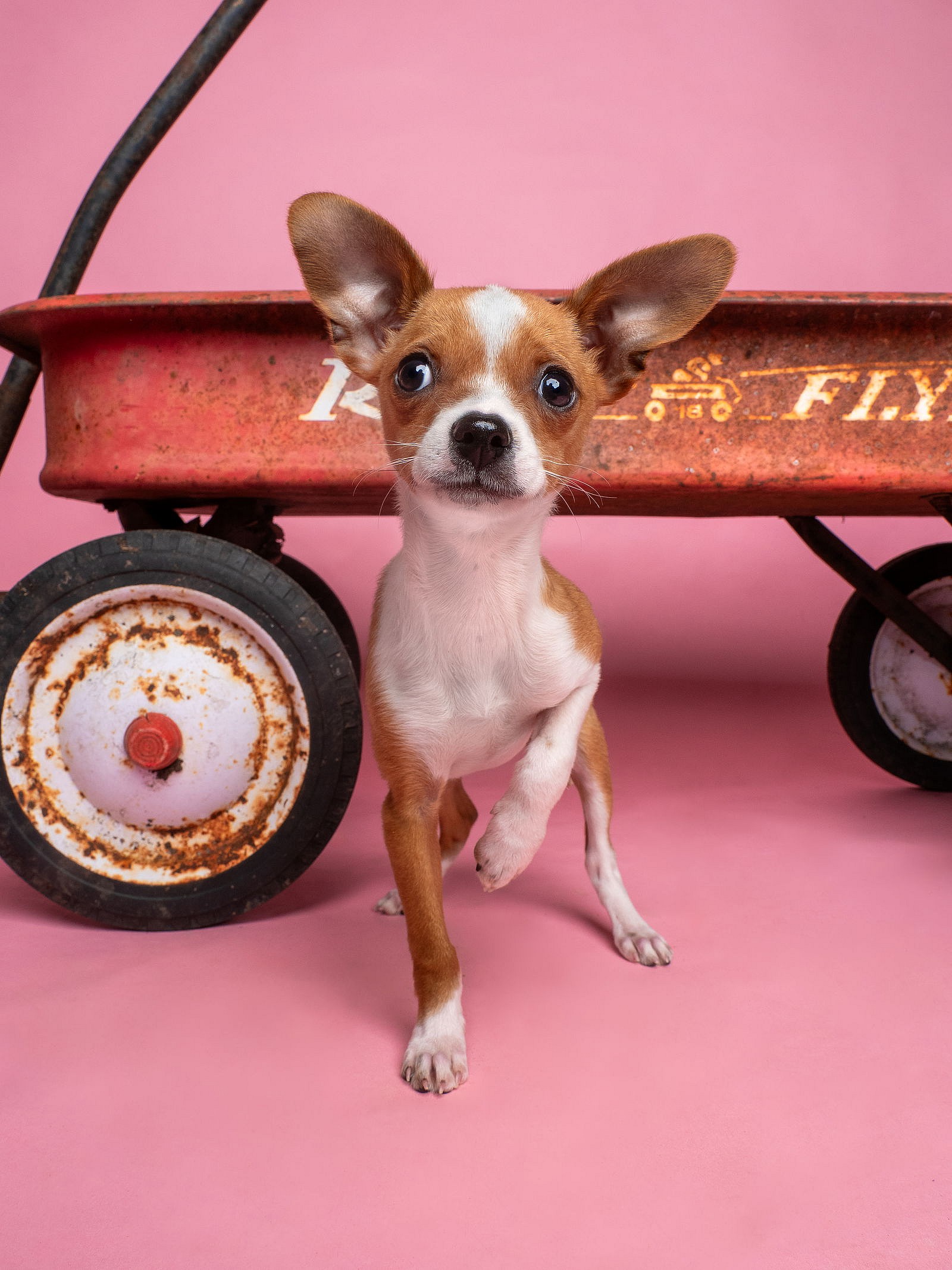 Sesame, Italian Greyhound Mix Puppy Growing Up in Foster — Could She Be ...