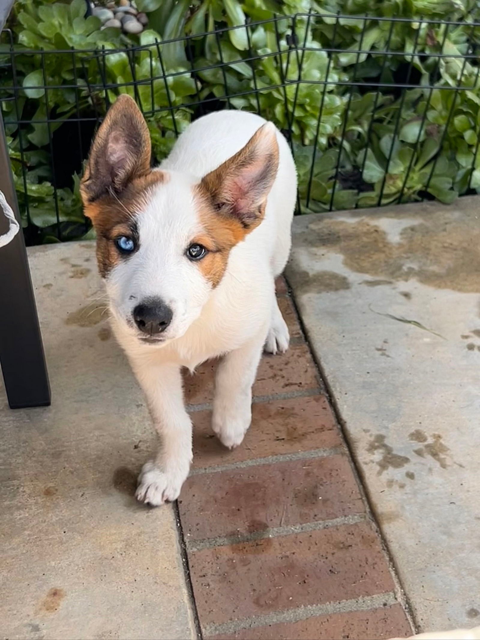 Duncan, Australian Shepherd Mix, Happy, Smart, and Full of Love! Could ...
