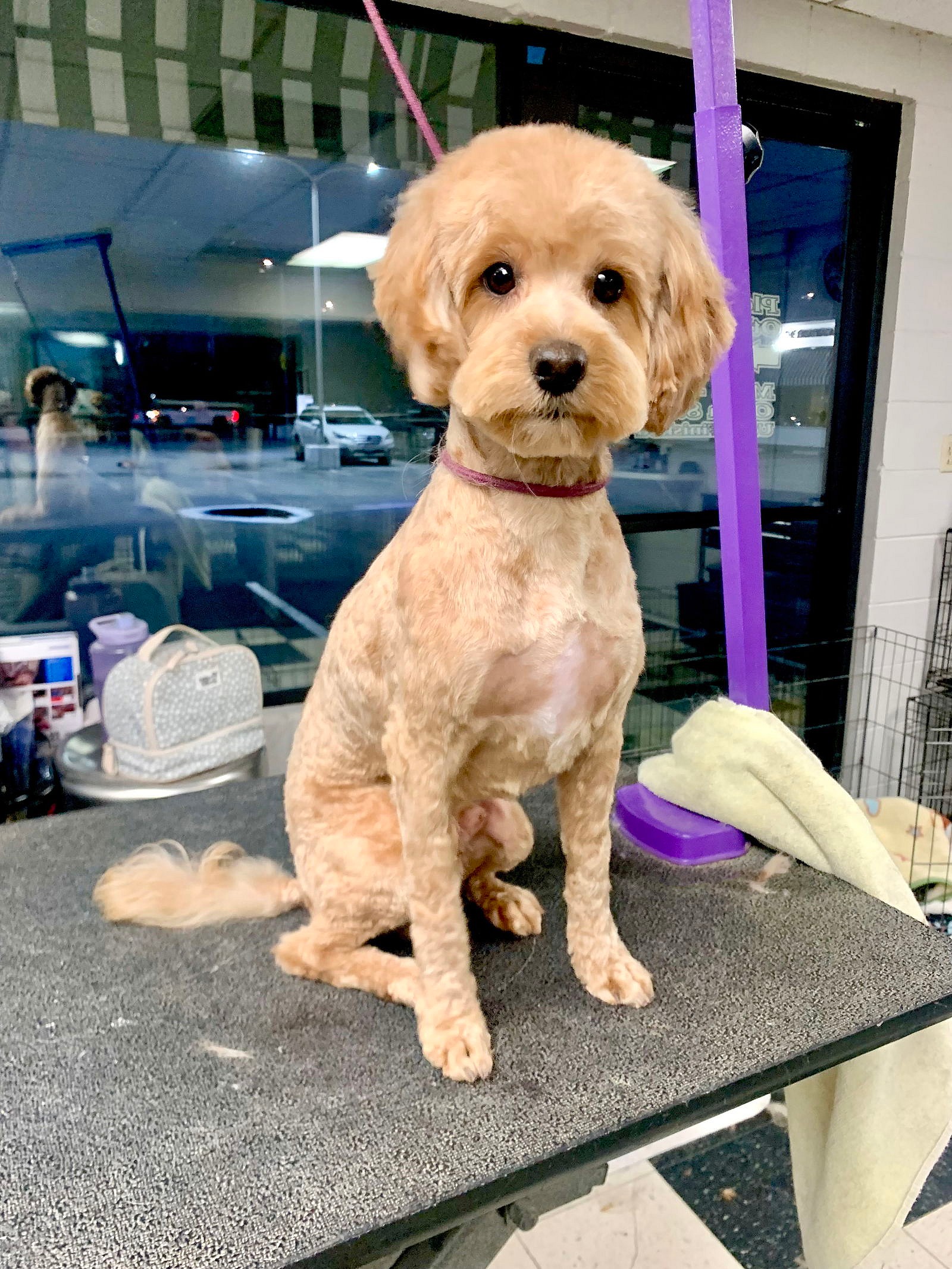 Meet Reggie: The Gorgeous Champagne Poodle Pup Ready to Steal Your ...