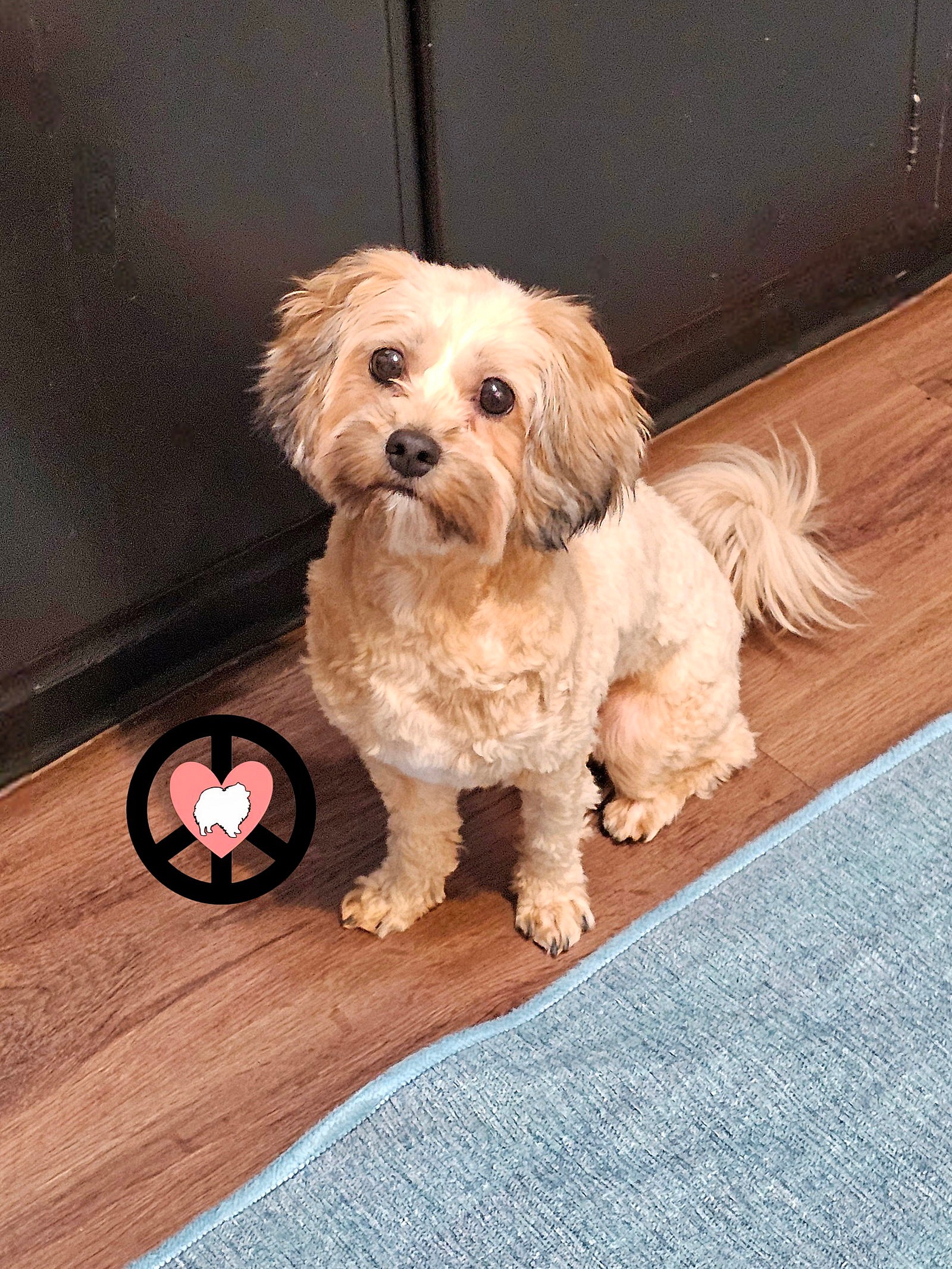 She Just Needs a Few Days—Then Zoe the Shih Tzu–Poodle Mix Becomes ...
