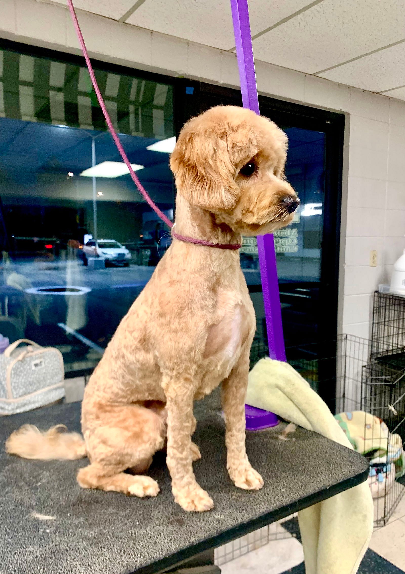 Meet Reggie: The Gorgeous Champagne Poodle Pup Ready to Steal Your ...