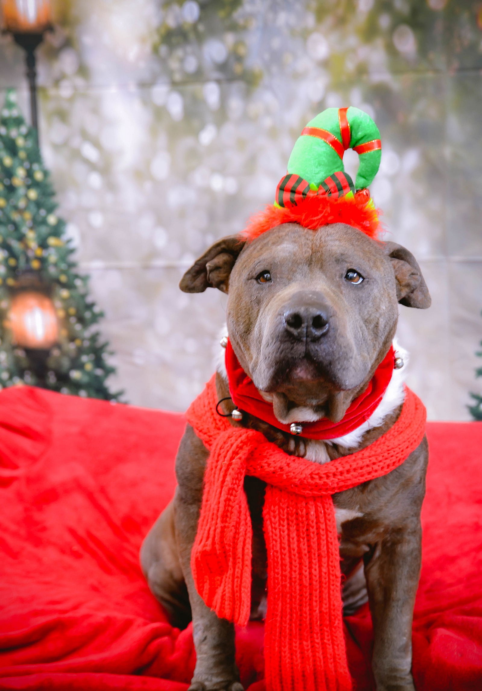 Mimi, A Pit Bull Mix is A Loving Adventure Buddy Ready to Share Her ...