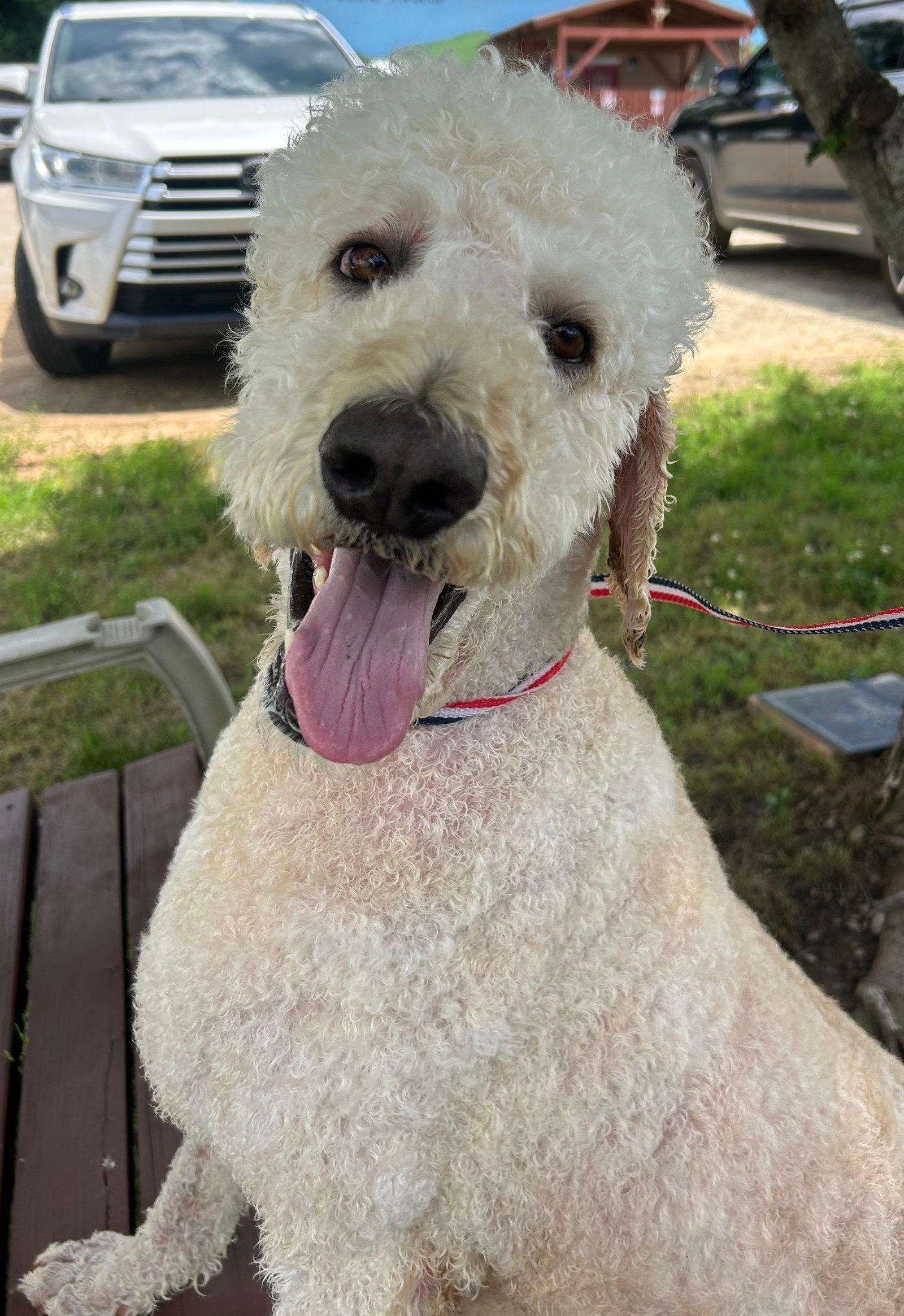 A Gentle Giant with a Heart of Gold—Caden Is Ready to Be Yours - Rocky ...