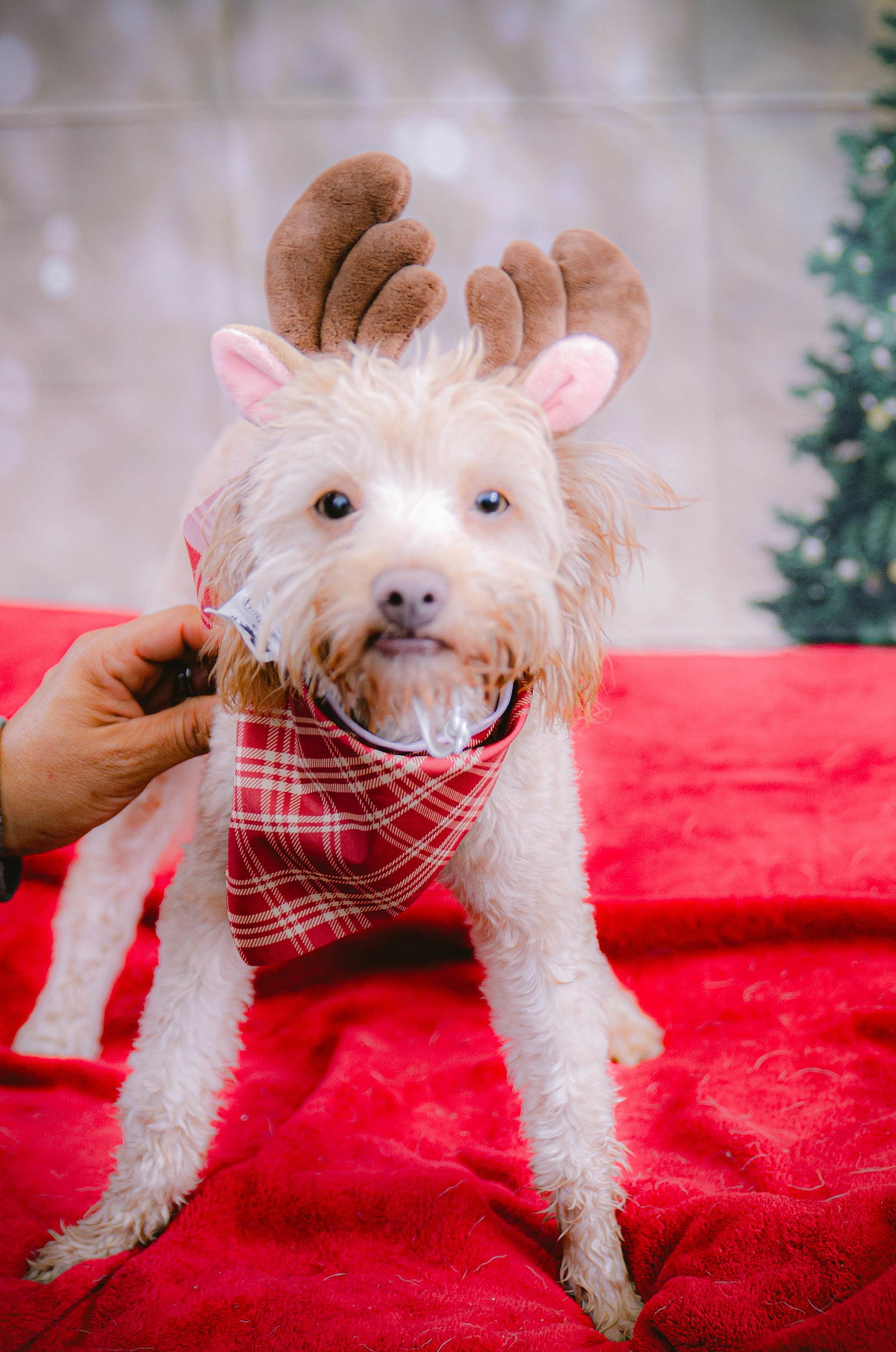 Brit, A Maltese Mix is A Soft Little Cloud of Love Ready to Be Someone ...