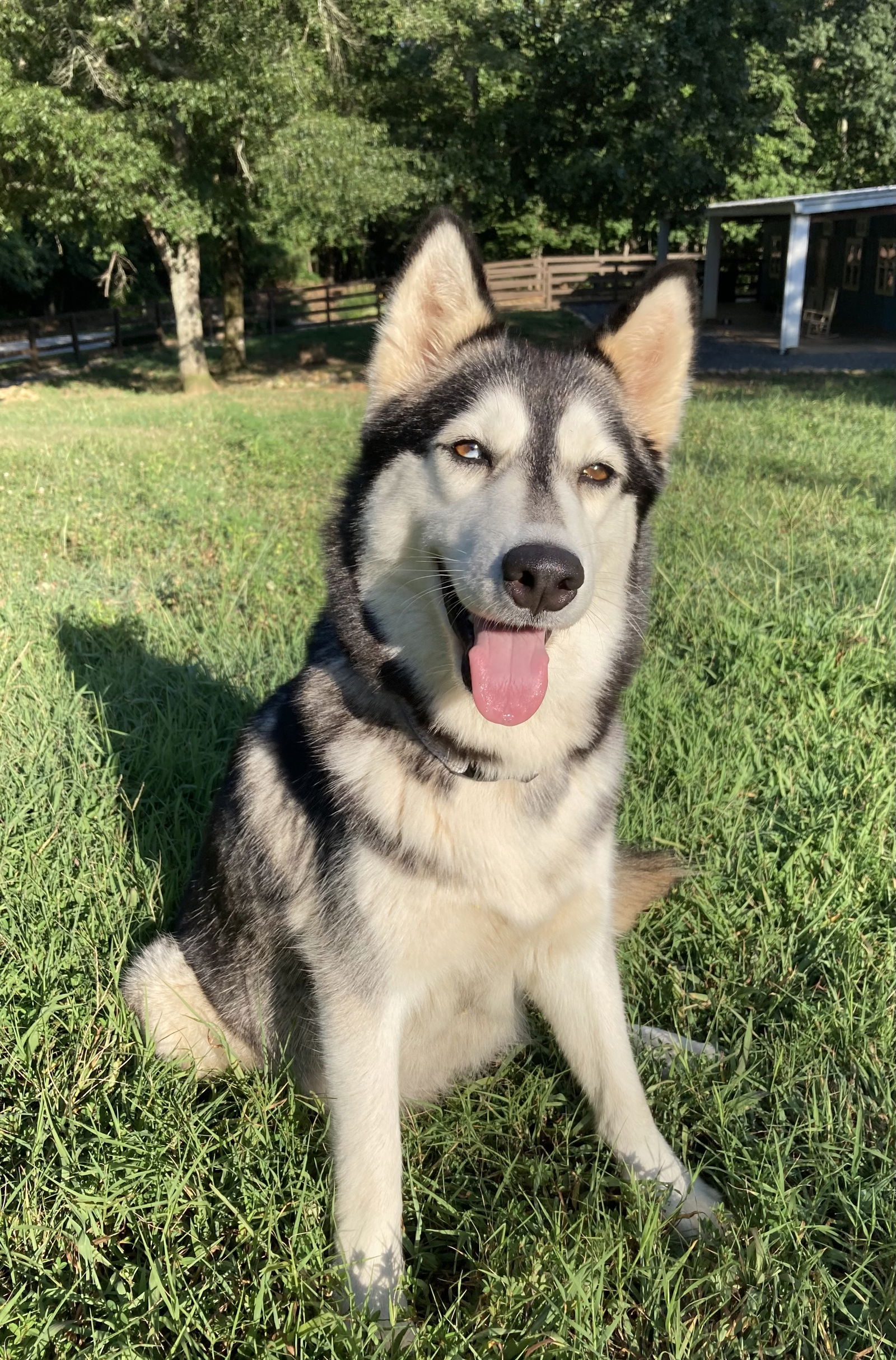 Luna the Siberian Husky: Supermom, Kiss Distributor, and Fluffiest ...