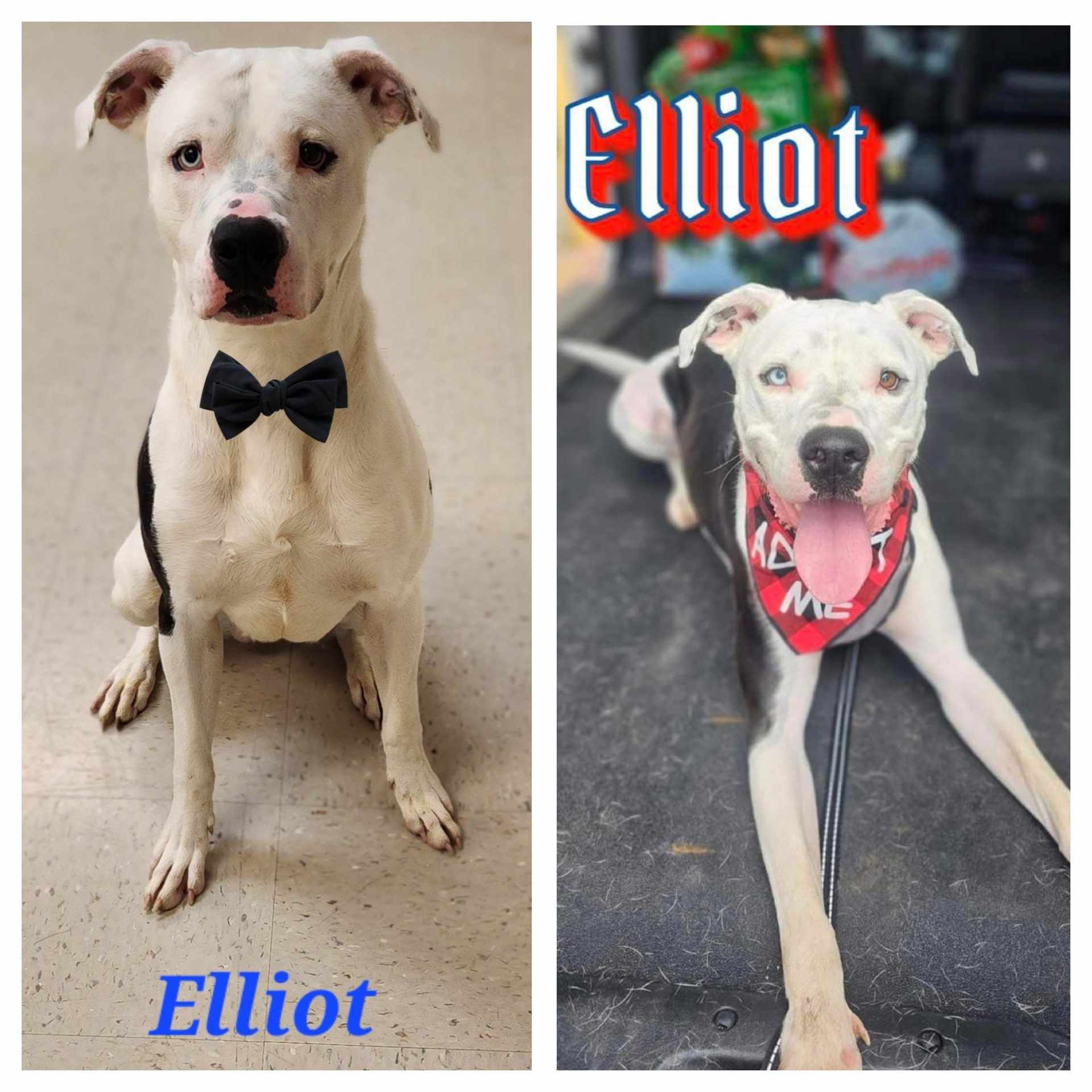 Elliot - Rocky Kanaka