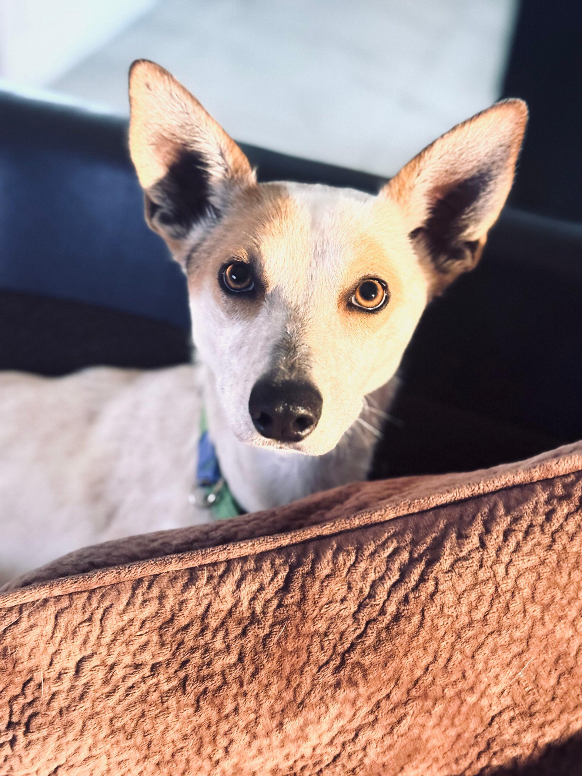 Tiffany the Cattle Dog Craves Love—Could You Be Her Forever Person ...