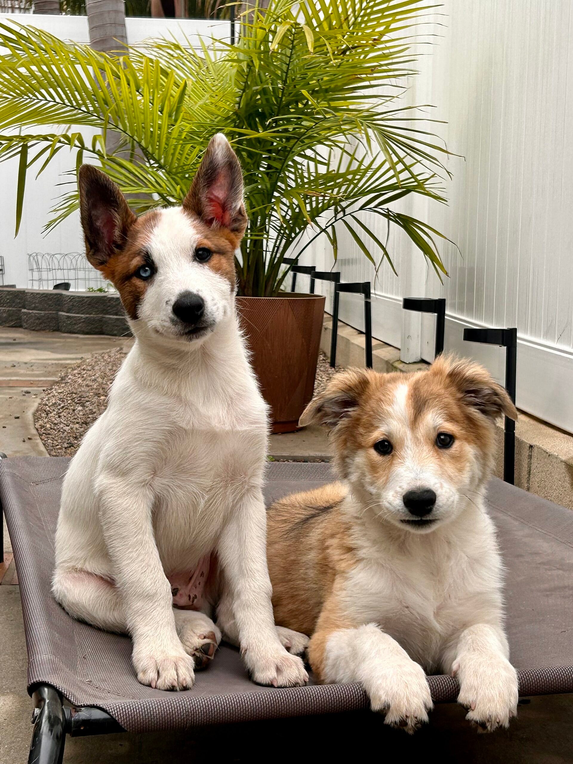 Duncan, Australian Shepherd / Border Collie Mix · Adorable Puppy Ready ...