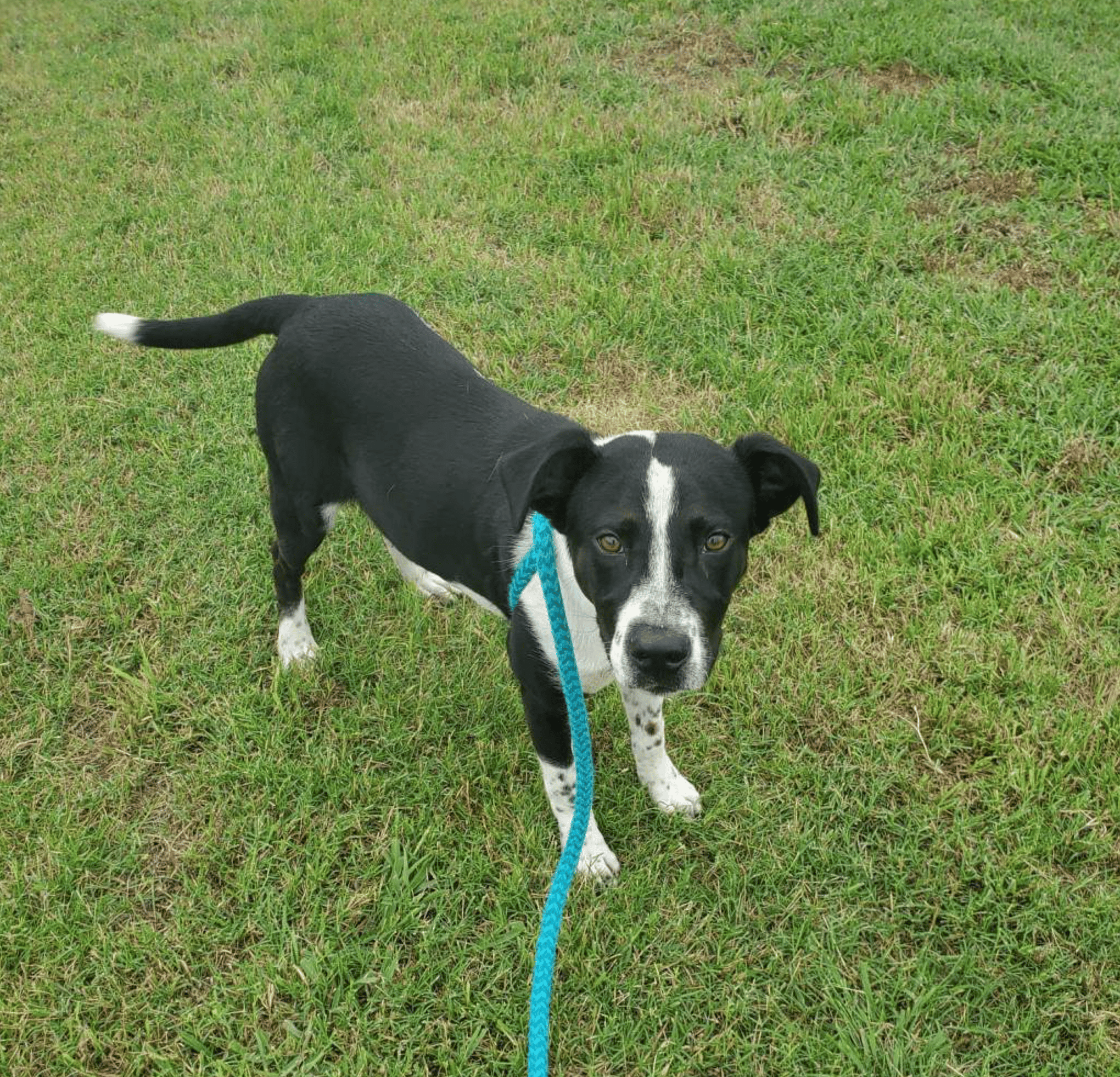 Cupcake up for Adoption - Rocky Kanaka