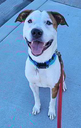 Petey up for Adoption - Rocky Kanaka