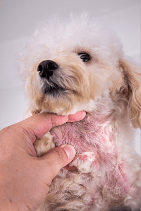 dog allergies that cause bumps