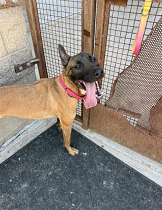 2-Year-Old Belgian Malinois with Brains, Energy, and a Serious Love for ...