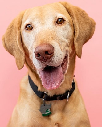 This Sweet Yellow Lab Keeps Getting Passed Over at the Shelter—and It’s ...