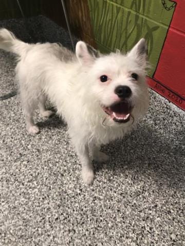 Meet Scruffs McGee – The Goofy, Scruffy Ball of Fun! - Rocky Kanaka