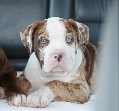 solid black pit bulls