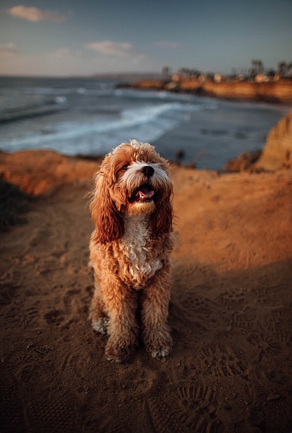 black cockapoo names