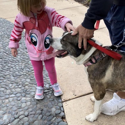 Meet Wolfie, The Energetic Mix Breed Who Brings Fun and Smiles ...