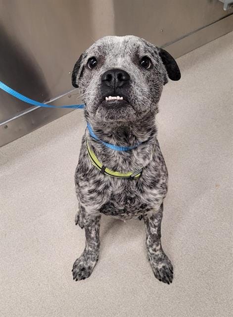 LITTLE GUY, an adorable Australian Cattle Dog x English Bulldog mix, up ...