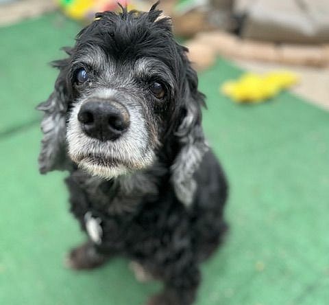 Leif the Senior Cocker Spaniel Is Looking for a Calm, Loving Forever ...
