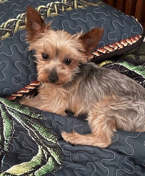 Meet Spice – The Tiny Three-Legged Snuggle Queen Ready to Steal Your ...