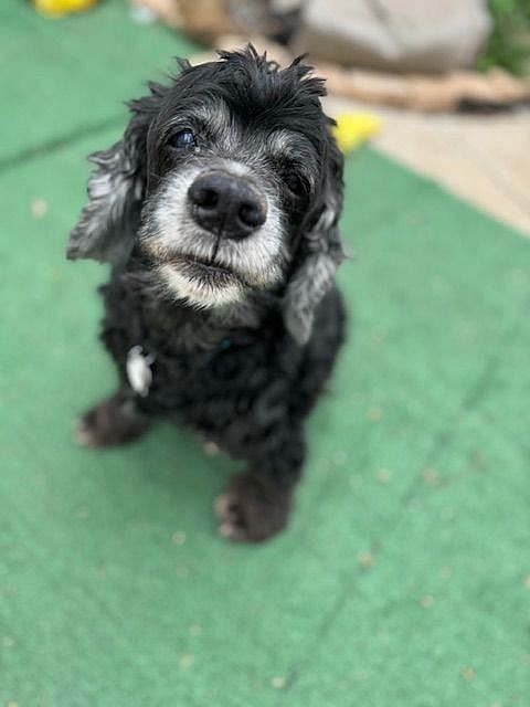 Leif the Senior Cocker Spaniel Is Looking for a Calm, Loving Forever ...
