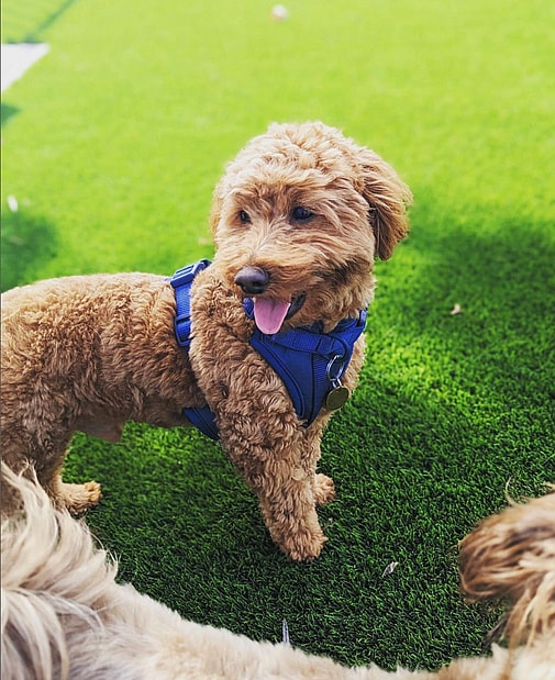 goldendoodle small size