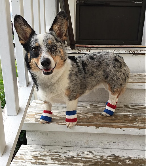 what is a cowboy dog