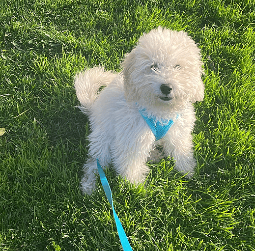 micro mini goldendoodle size