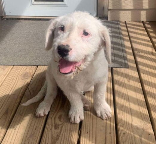 Meet Tofu—The Scruffy Little Shadow with a Heart Full of Love! - Rocky ...