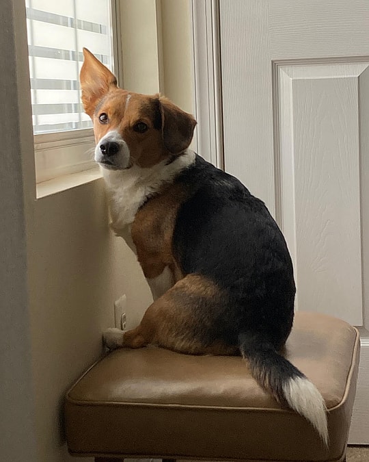 beagle cross corgi
