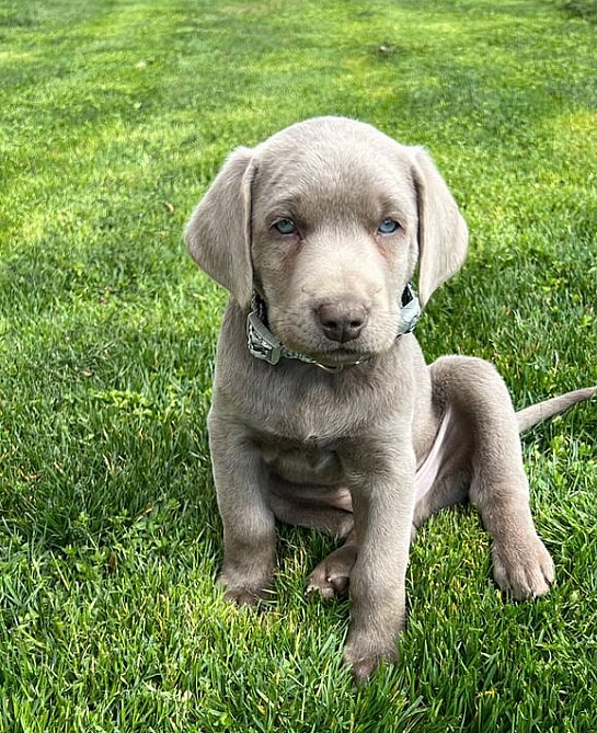 silver lab dog
