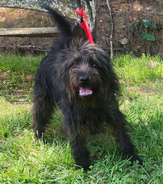 Jinx, Terrier Mix, Small, Sweet, and Full of Energy. Could You Be Her ...