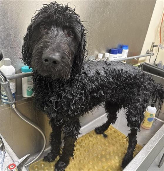 Reginald the Schnoodle is Looking for Love—Could It Be You? - Rocky Kanaka