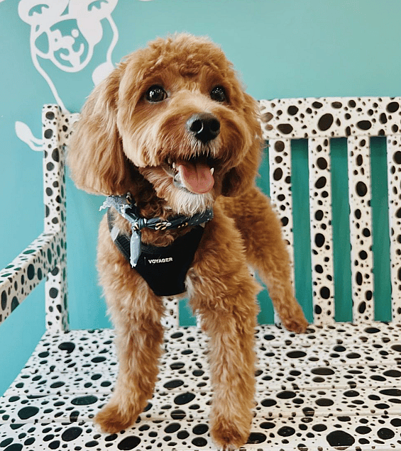 miniature cavapoo weight