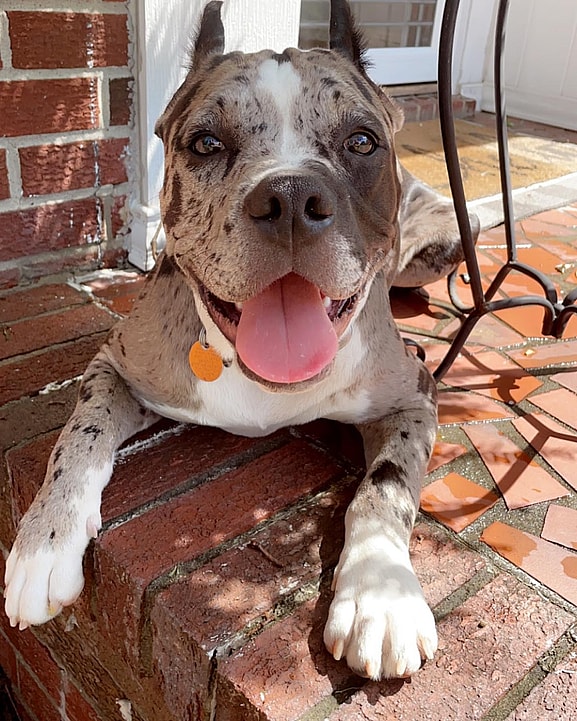 blue tri merle pitbull