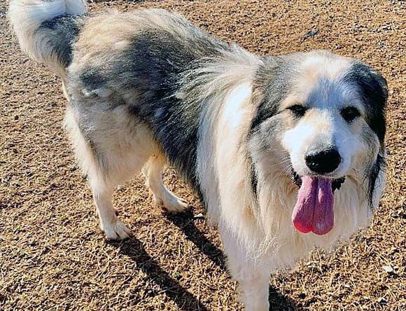 Affectionate and Handsome Cheech Is Searching for His Forever Home ...