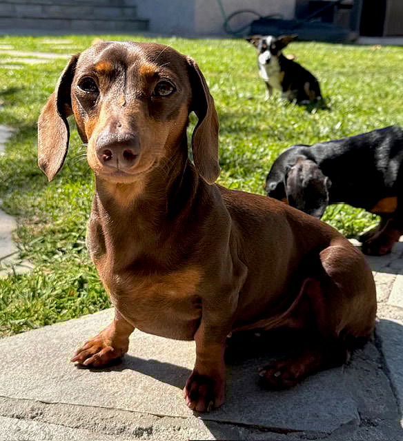 solid chocolate mini dachshund