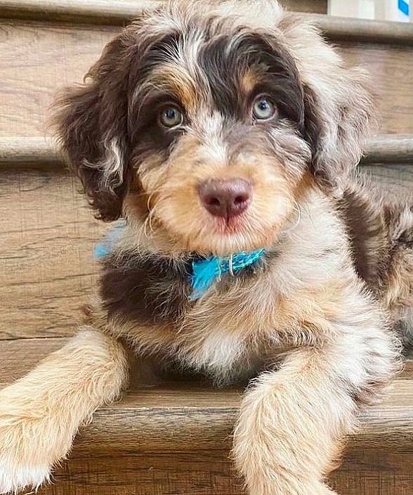mini aussiedoodle size
